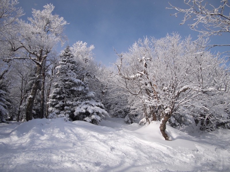 Five Inches of Blower at Jay – thesnowway.com